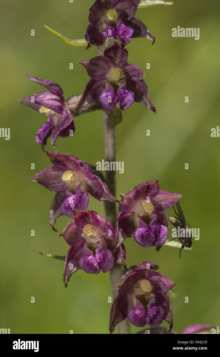 Dark-red Helleborine, Epipactis atrorubens in flower, on limestone ...