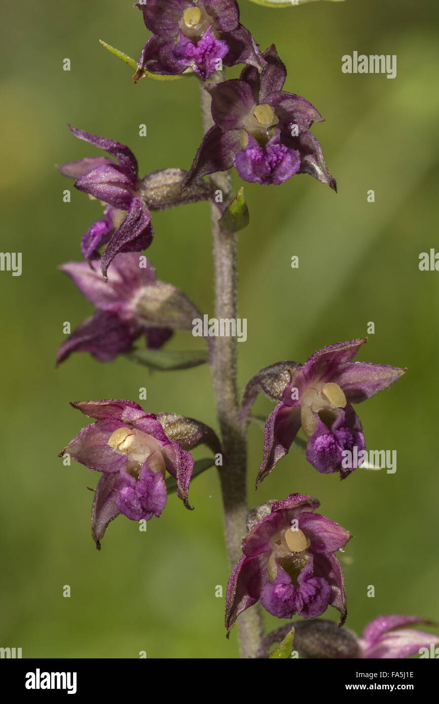 Dark-red Helleborine, Epipactis atrorubens in flower, on limestone ...