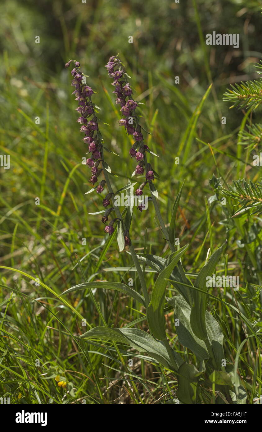 Dark-red Helleborine, Epipactis atrorubens in flower, on limestone ...