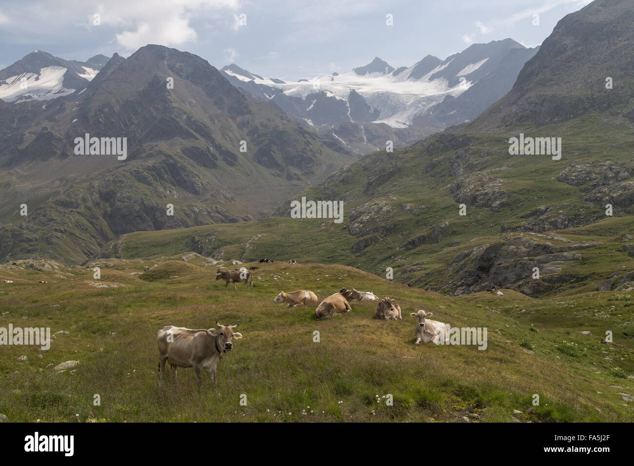 Cattle grazing in high alpine pastures on the Gavia Pass, Passo di ...