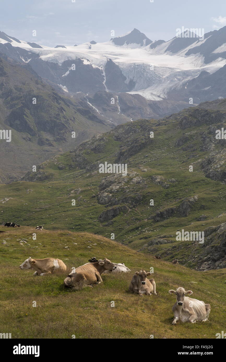 Cattle grazing in high alpine pastures on the Gavia Pass, Passo di ...