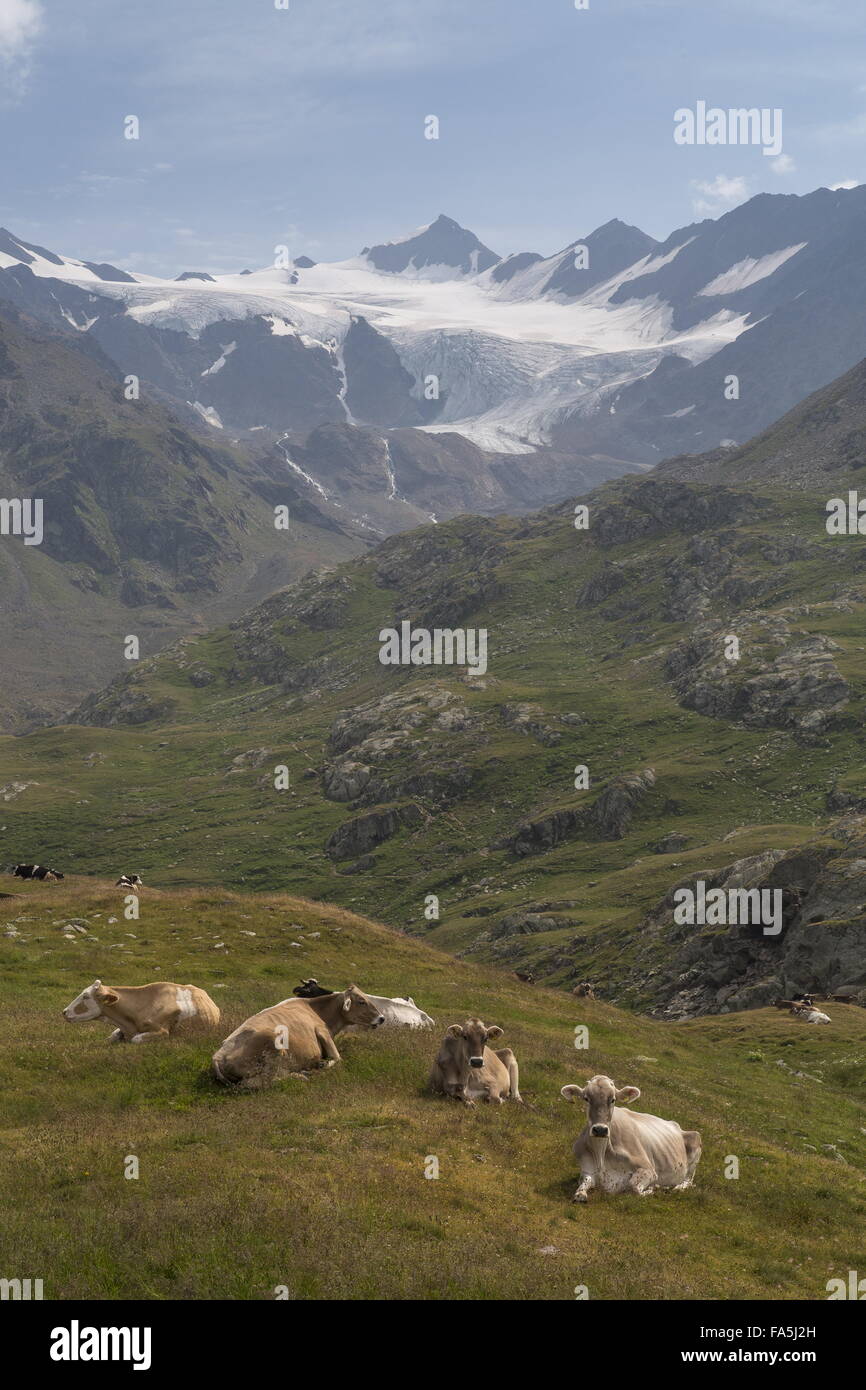 View pass of the cattle hi-res stock photography and images - Alamy