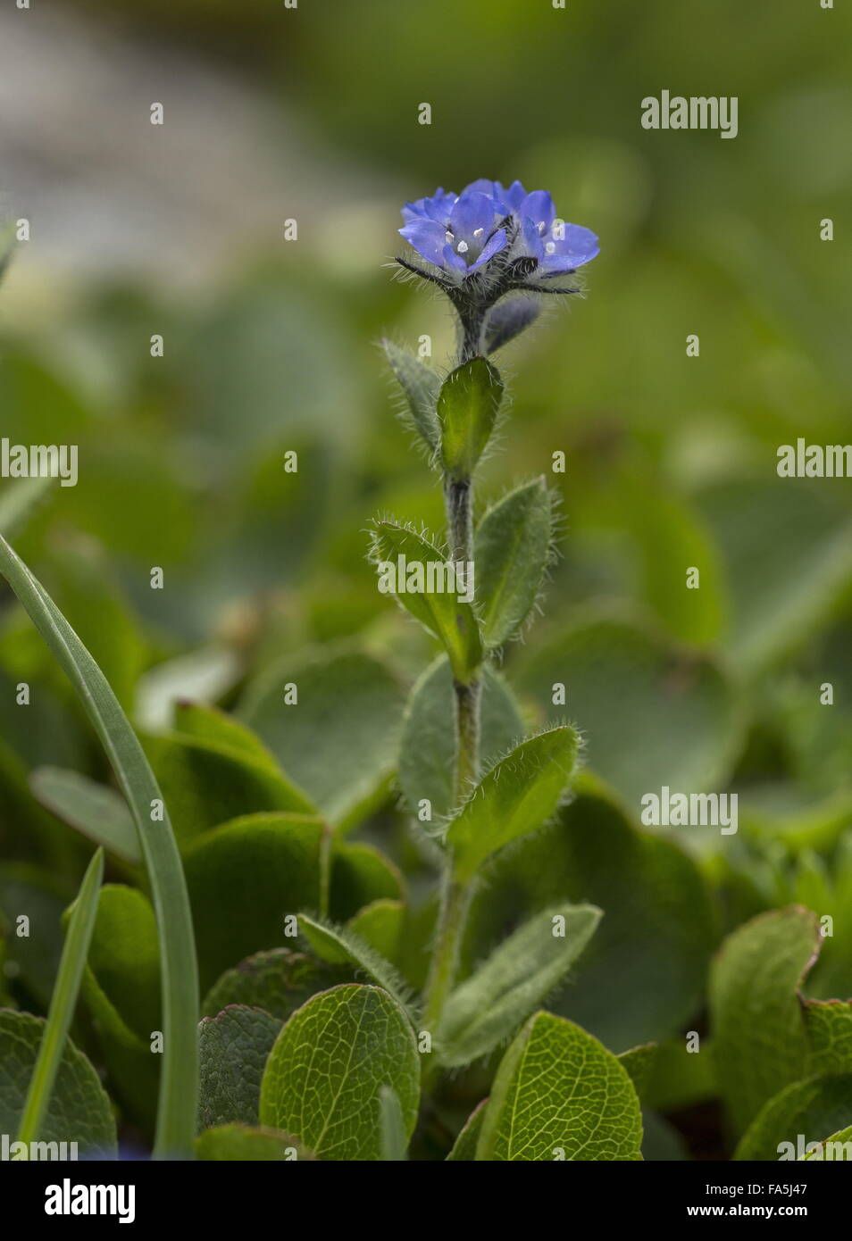 Alpine Speedwell, Veronica alpina in flower, high alpine pasture, Swiss ...
