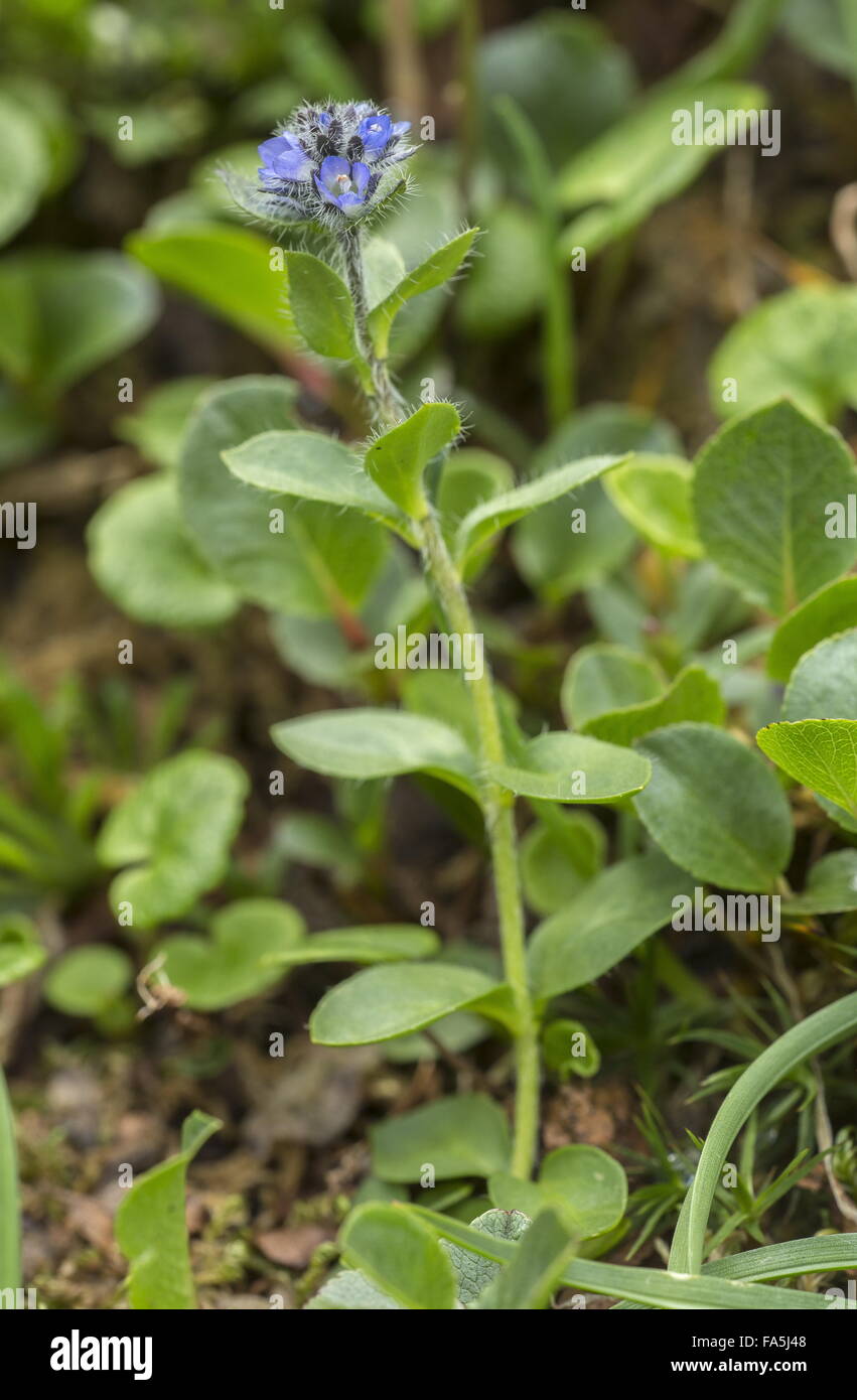 Alpine Speedwell, Veronica alpina in flower, high alpine pasture, Swiss ...