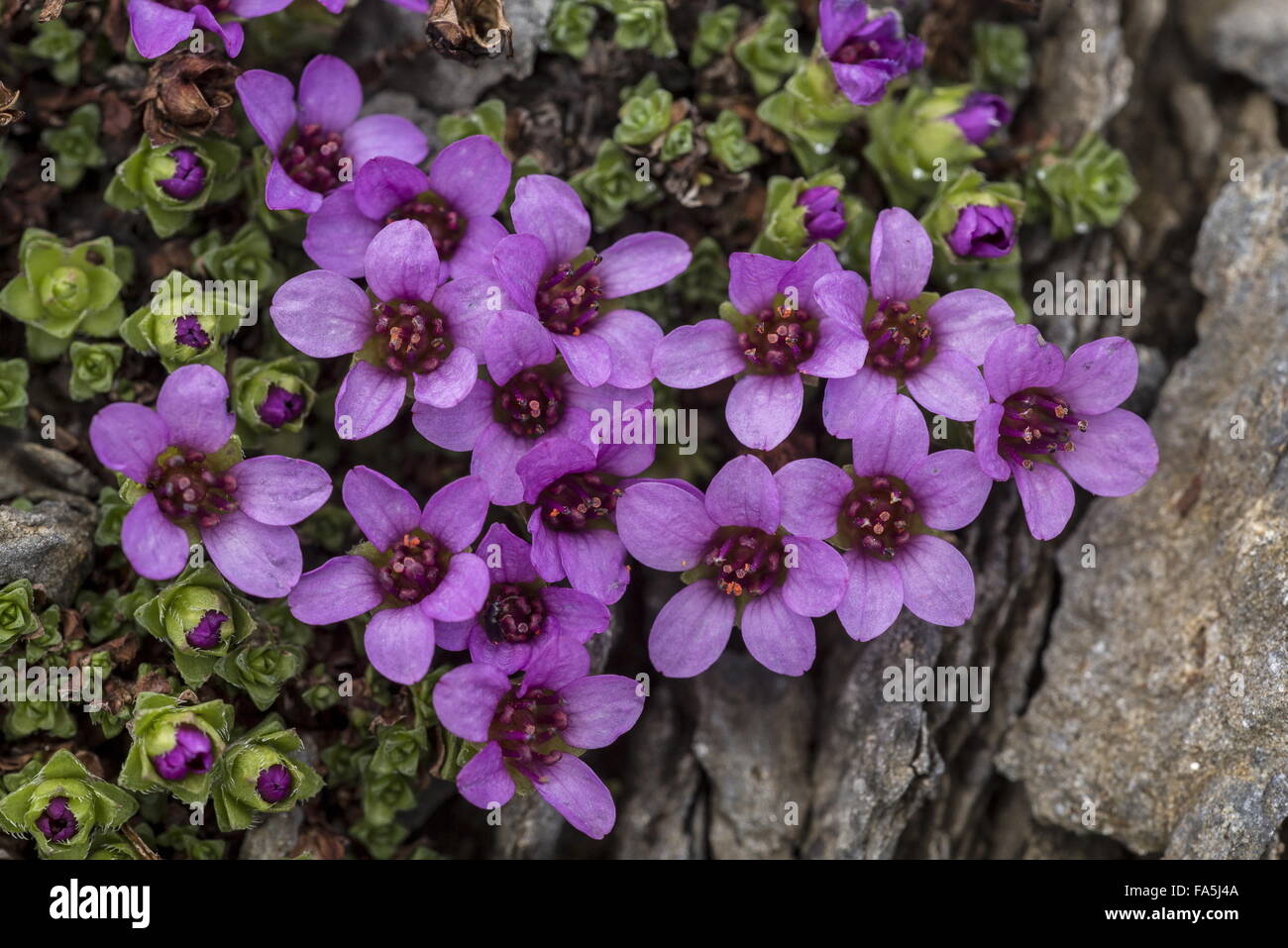 Purple Saxifrage, Saxifraga oppositifolia in flower at high altitude ...