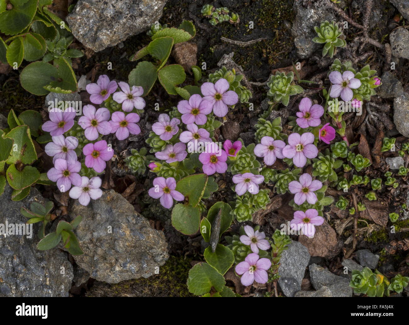 Alpine rock-jasmine, Androsace alpina, in flower on high acidic scree ...