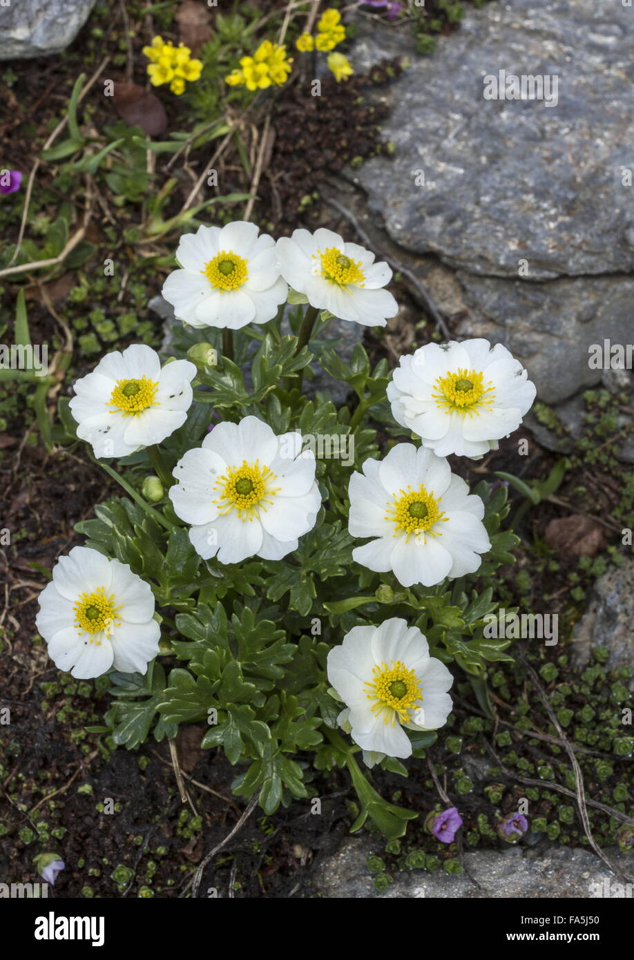 Alpine buttercup ranunculus alpestris hi-res stock photography and ...