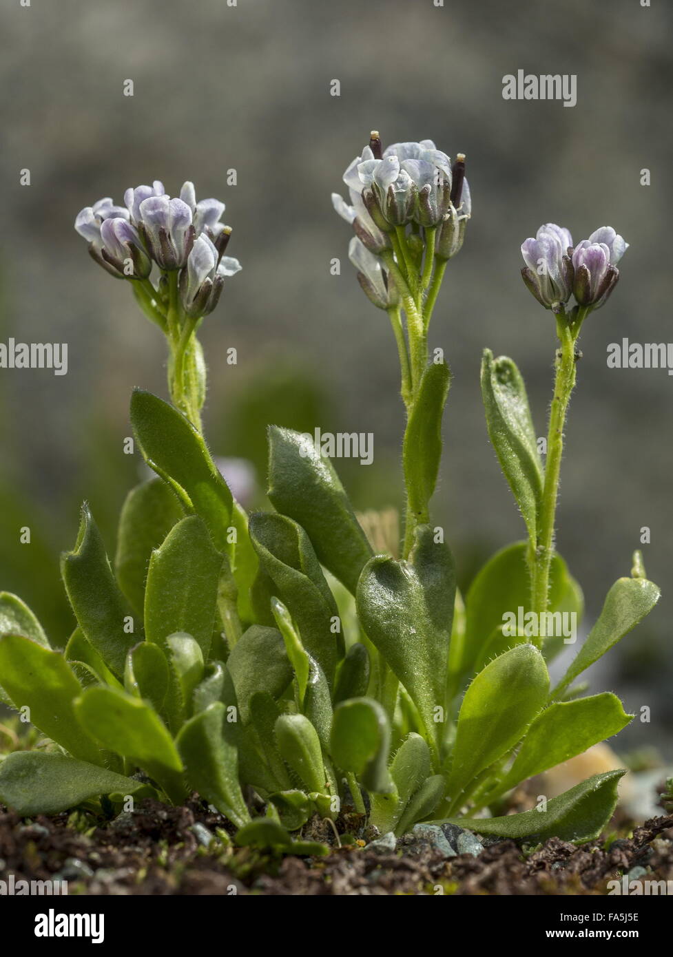 Arabis caerulea alpine flowers hi-res stock photography and images - Alamy