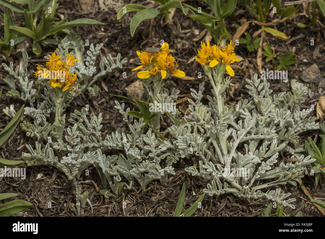 Grey Alpine Groundsel, Senecio incanus ssp. incanus in flower, Italian ...
