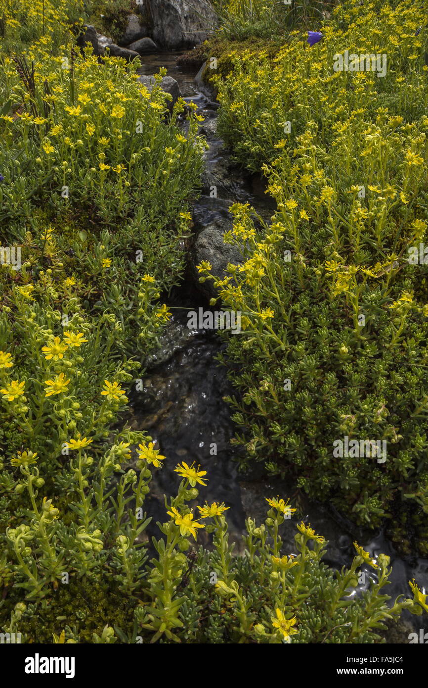 Yellow mountain saxifrage, Saxifraga aizoides growing along sides of ...
