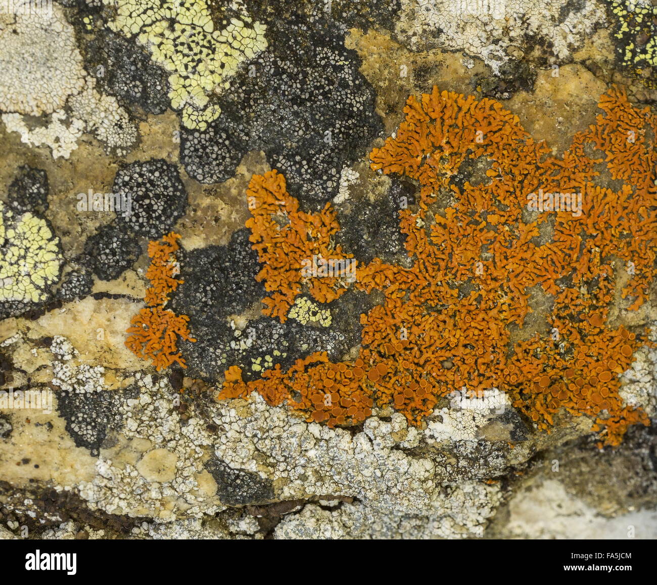 Xanthoria elegans hi-res stock photography and images - Alamy