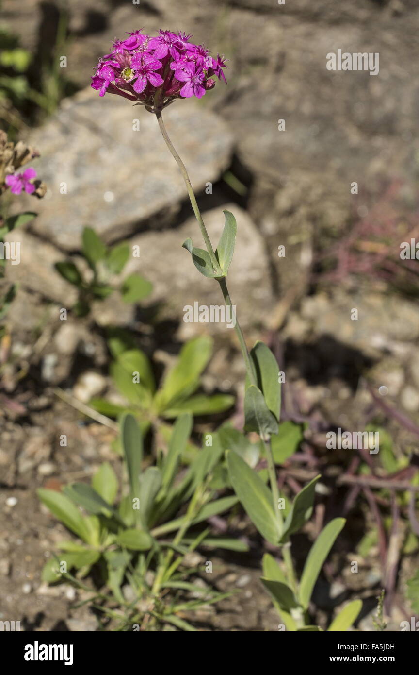 A campion, Silene compacta in flower, south-east Europe Stock Photo - Alamy