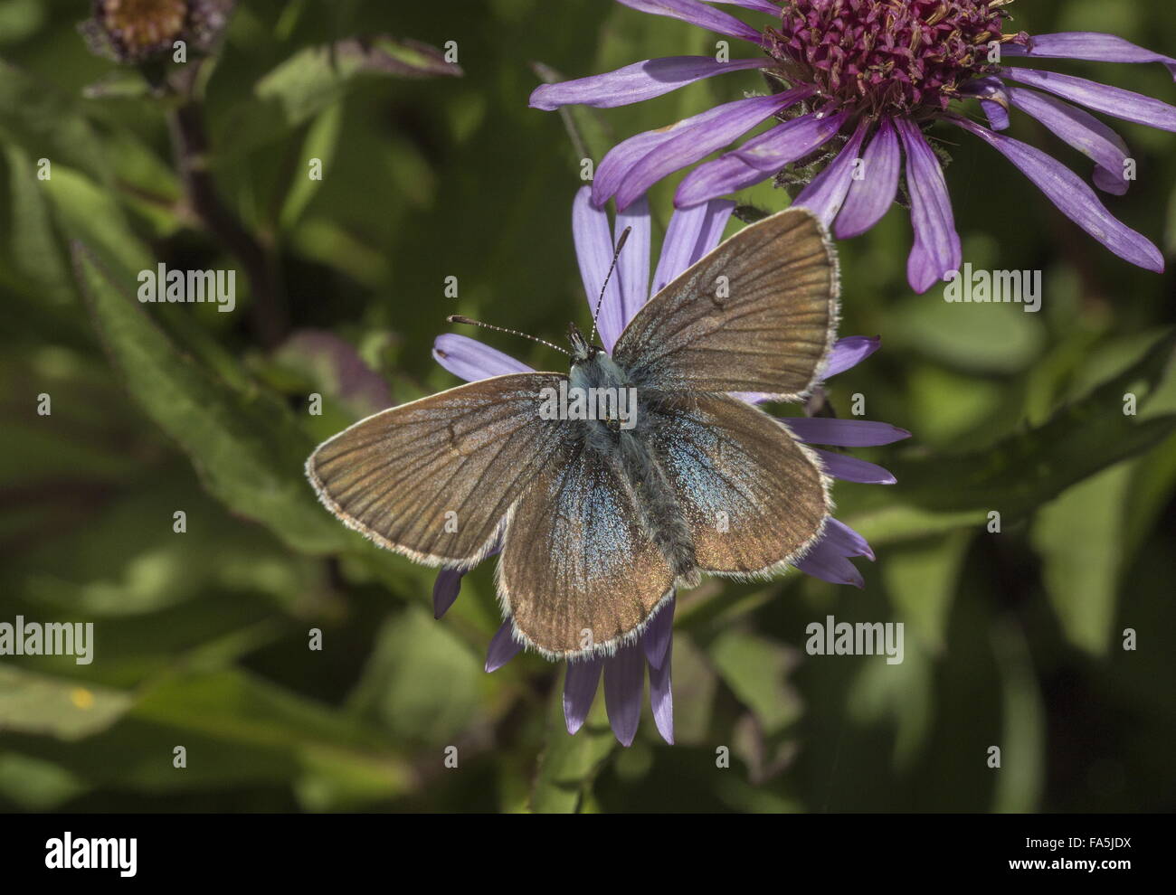 Female Damon Blue, Polyommatus damon, on aster. Italian alps Stock ...