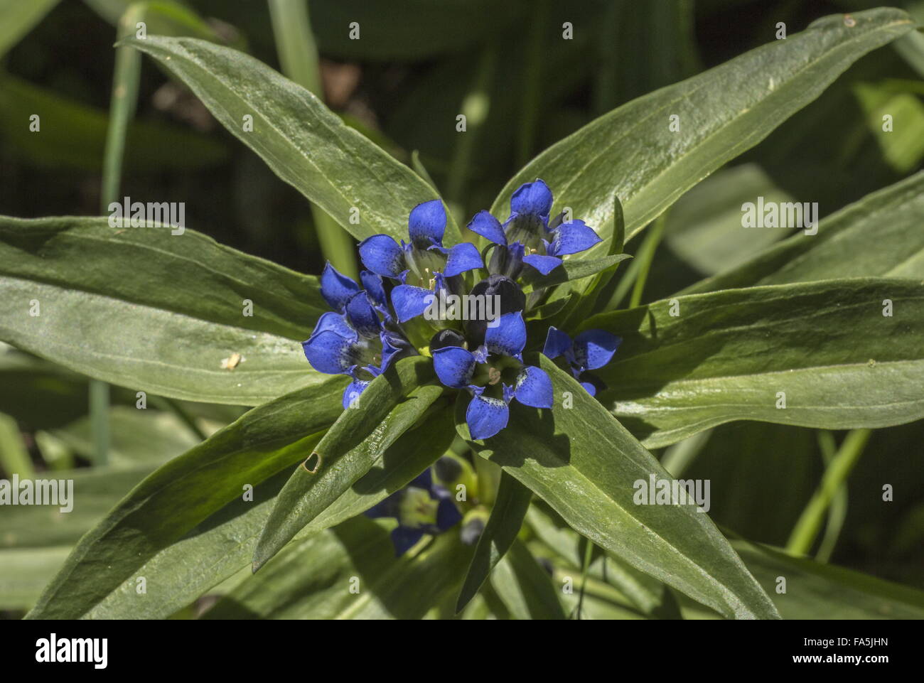 High alpine flora hi-res stock photography and images - Alamy
