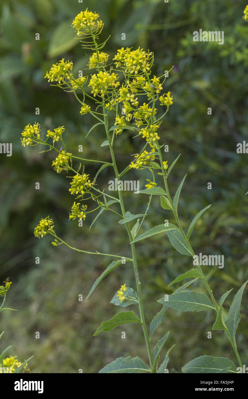 Perennial Rocket, Sisymbrium strictissimum in flower. Widely ...