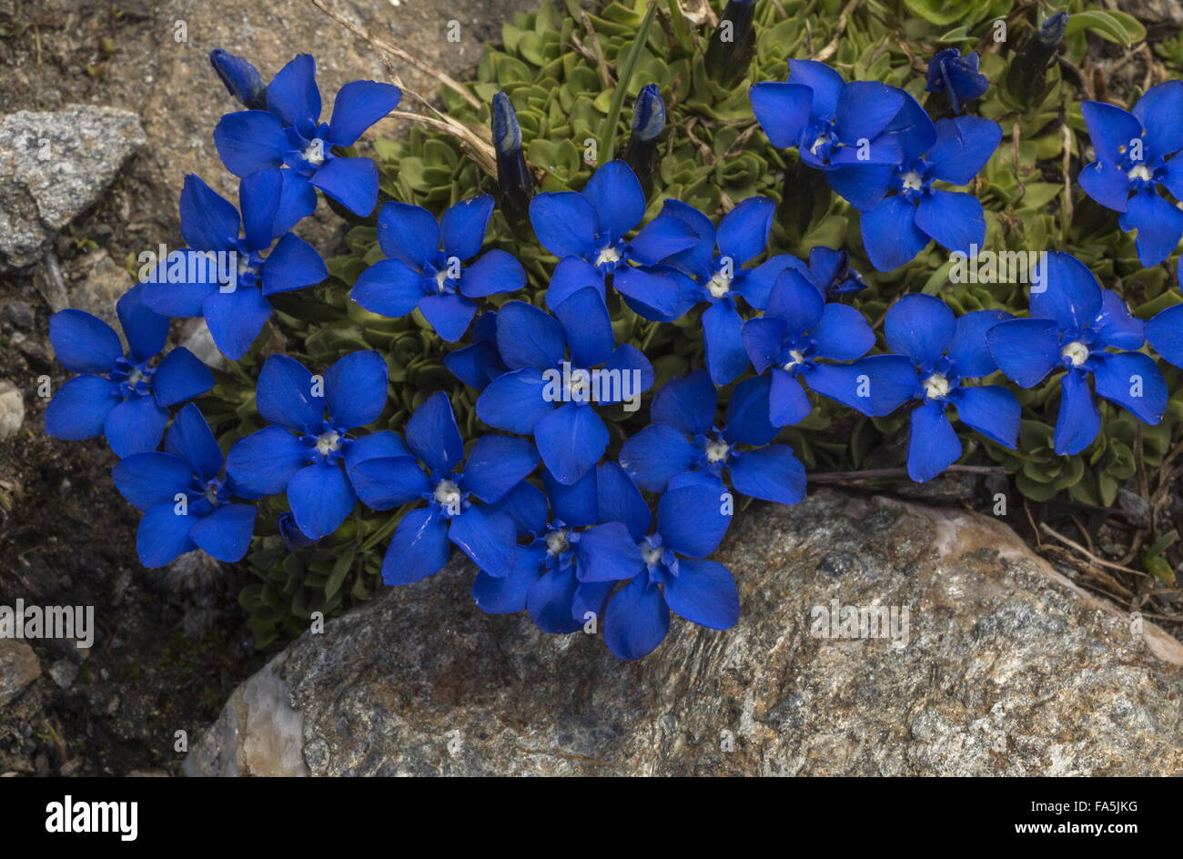 Spring Gentian, Gentiana verna in flower in alpine turf Stock Photo - Alamy