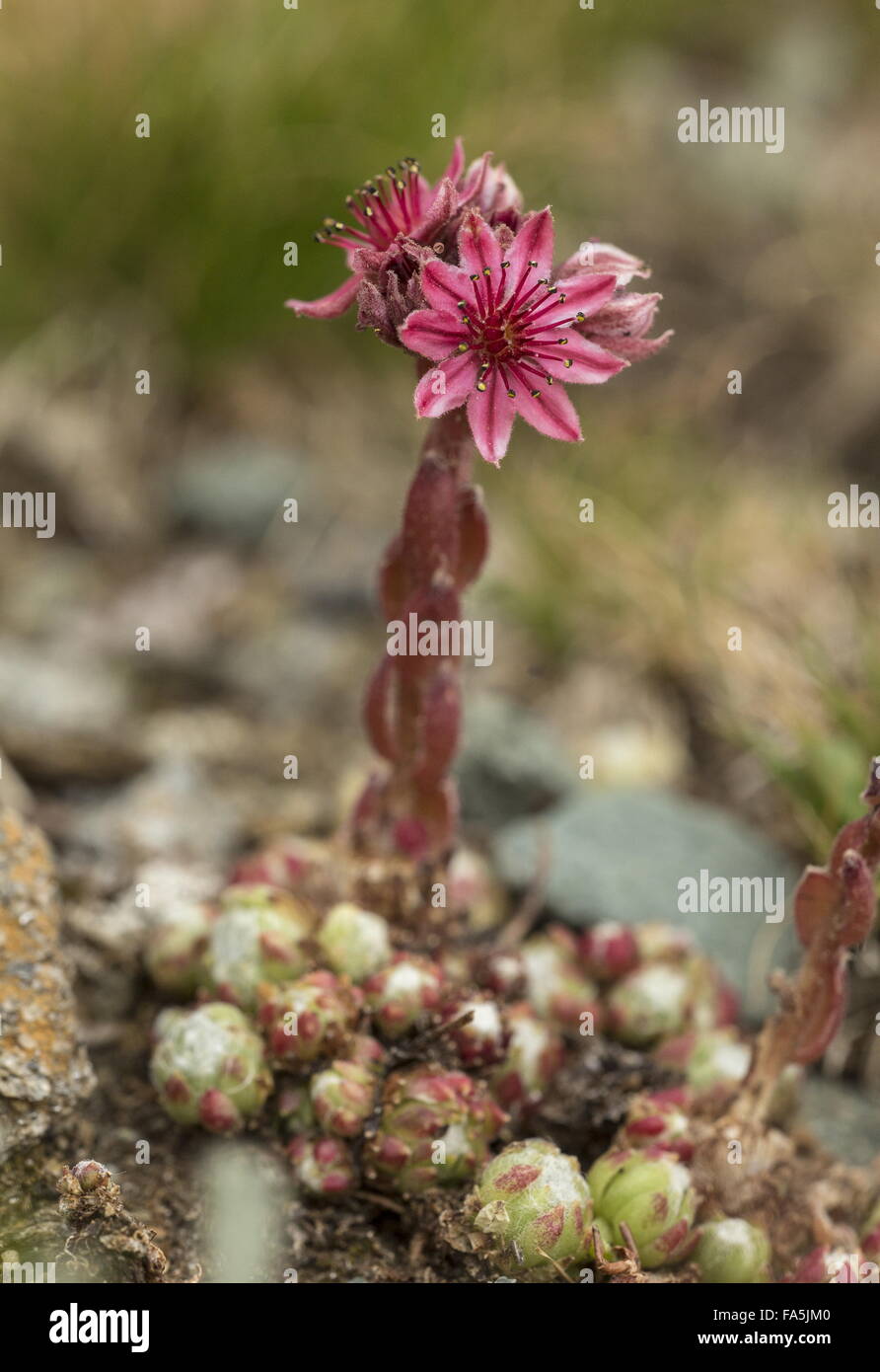 Houseleek flower hi-res stock photography and images - Alamy