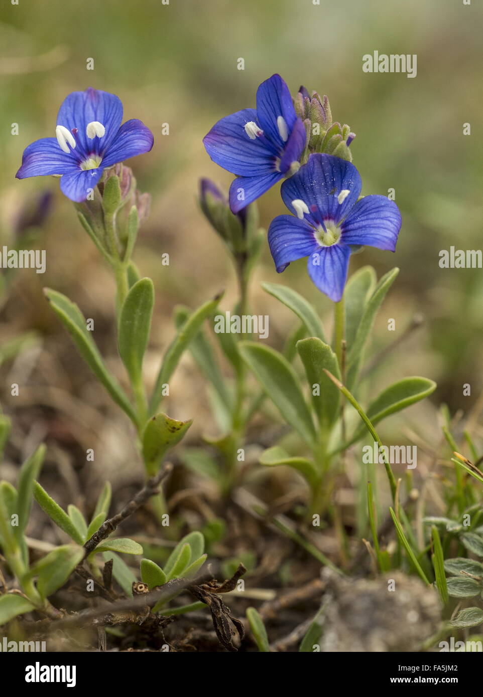 Rock Speedwell, Veronica fruticans, in flower at high altitude on acid ...