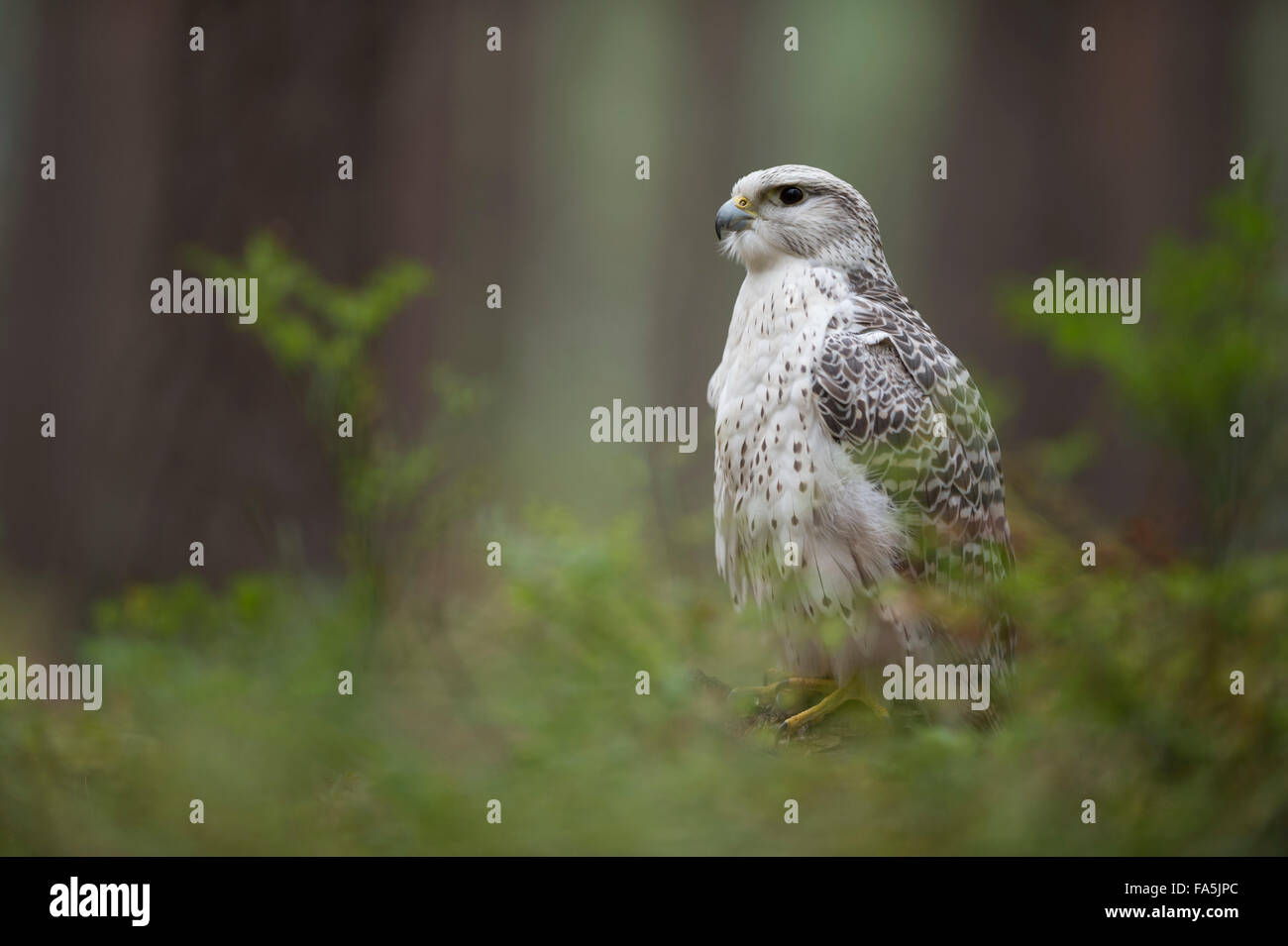 Gyrfalcon / Gerfalks ( Falco rusticolus ) sits on the ground in the ...