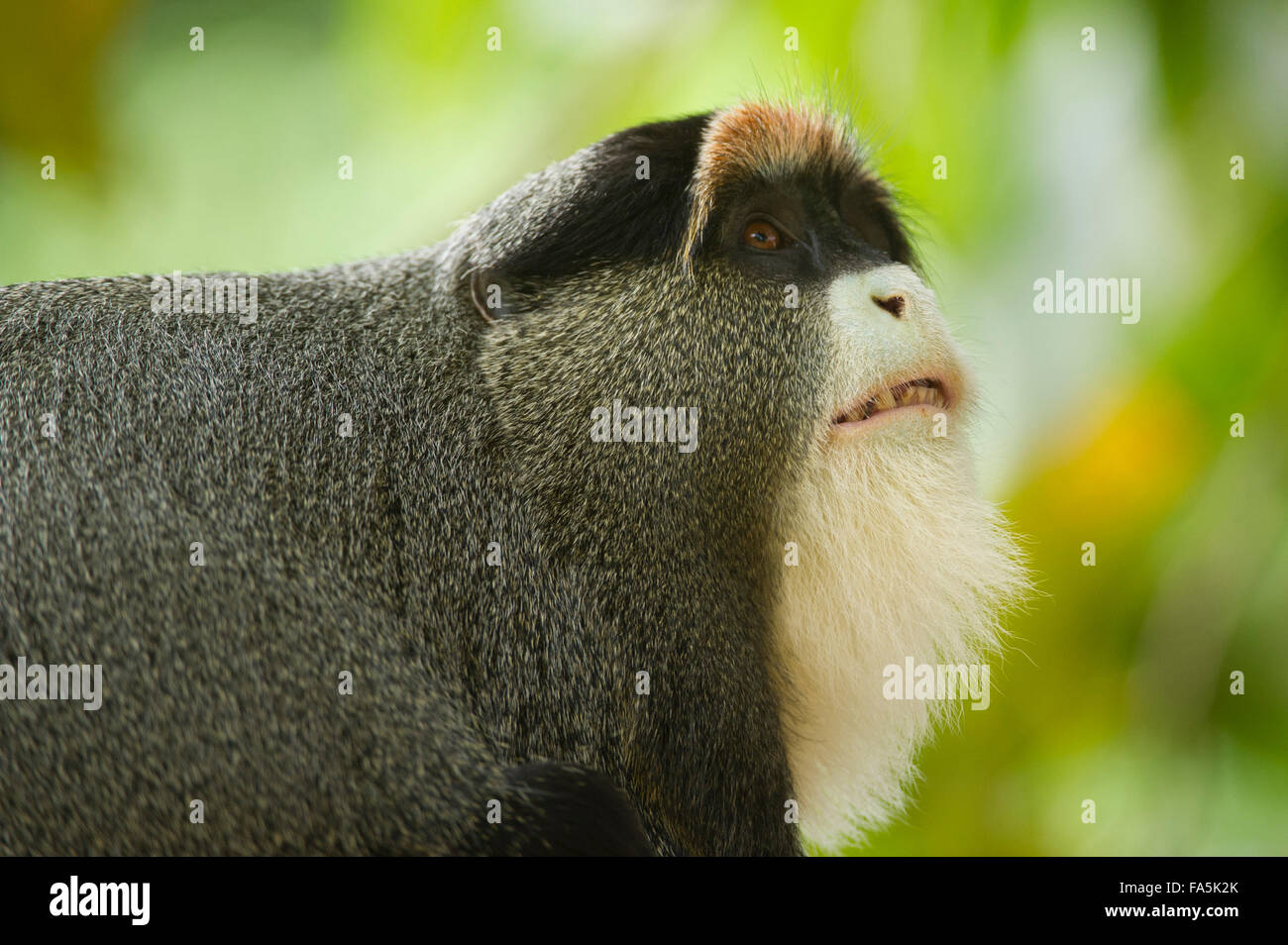 De Brazza's monkey (Cercopithecus neglectus), Uganda Stock Photo - Alamy