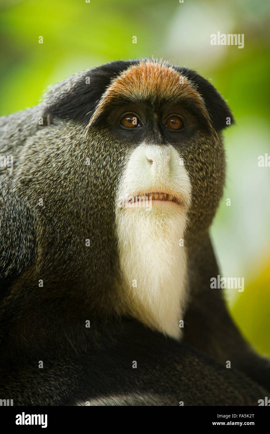 De Brazza's monkey (Cercopithecus neglectus), Uganda Stock Photo - Alamy