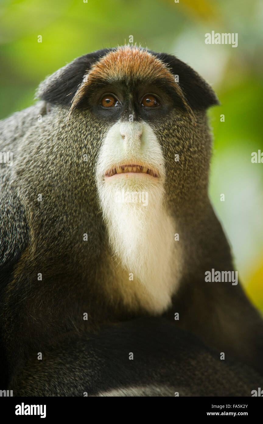 De Brazza's monkey (Cercopithecus neglectus), Uganda Stock Photo - Alamy