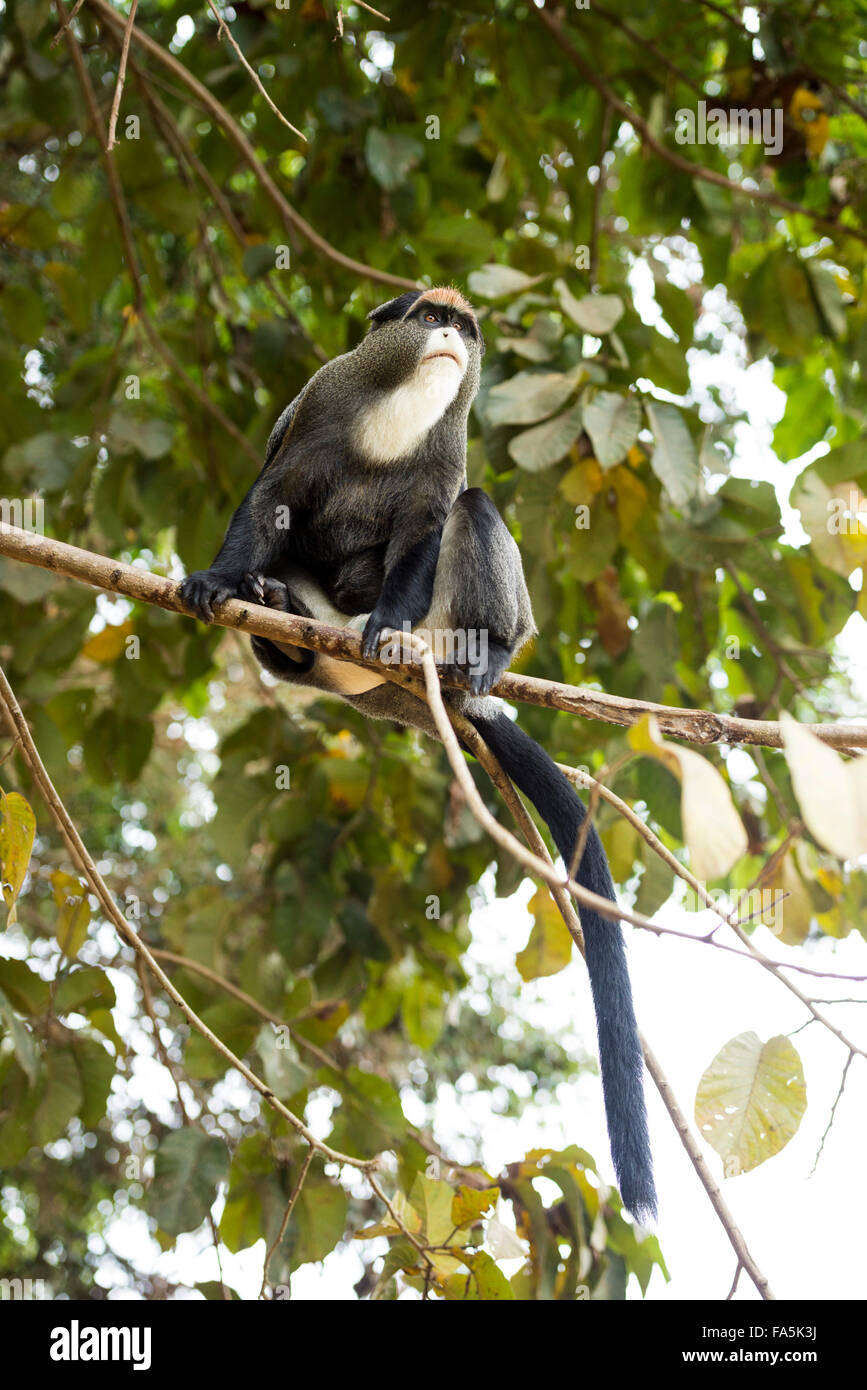 De Brazza's monkey (Cercopithecus neglectus), Uganda Stock Photo - Alamy
