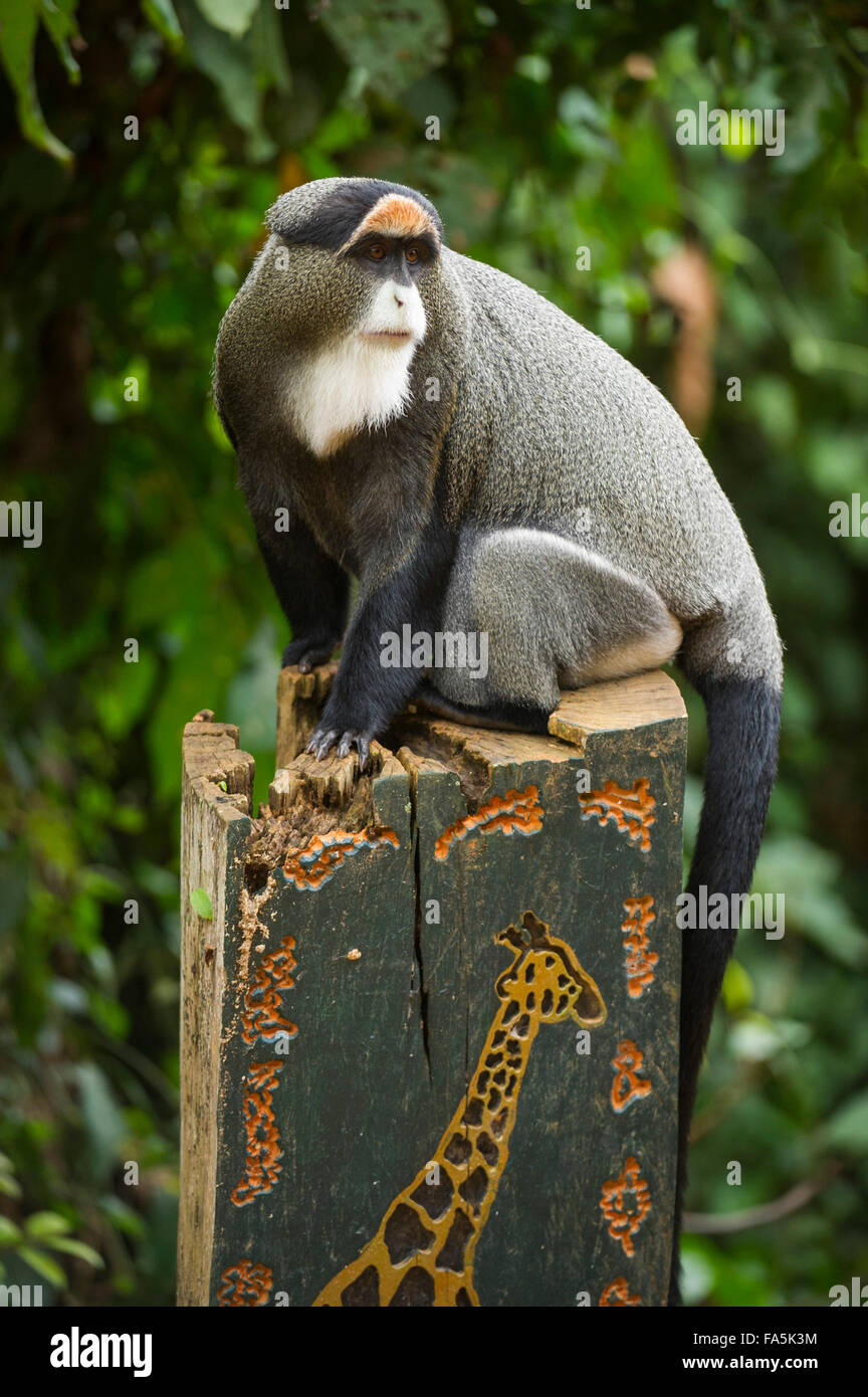 De Brazza's monkey (Cercopithecus neglectus), Uganda Stock Photo - Alamy