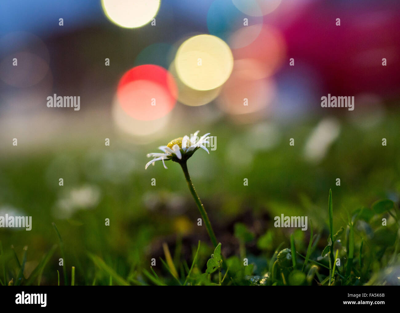 A wet daisy flower at the roadside at sunrise, with passing vehicles ...