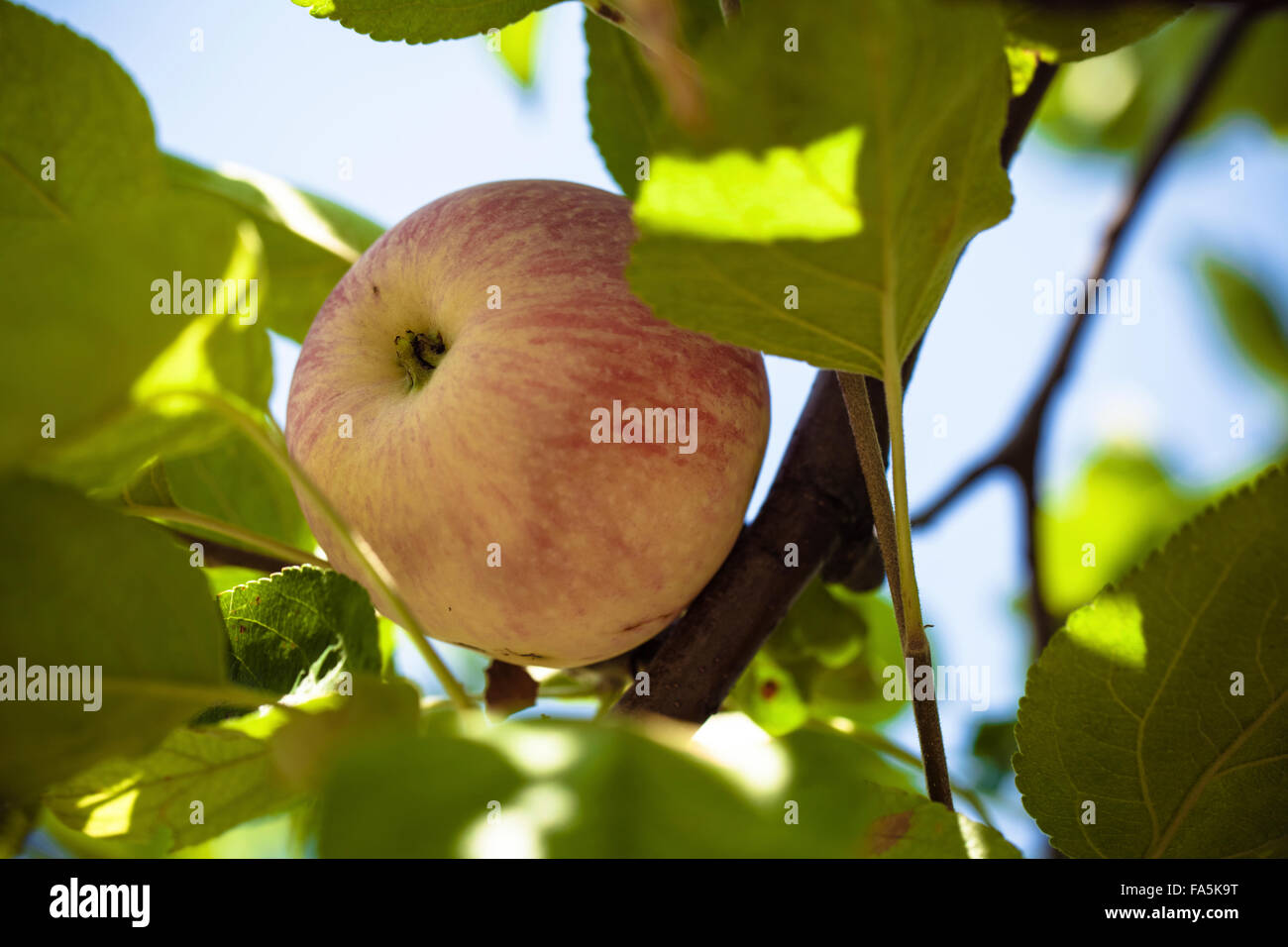 Ready to plant apple tree hi-res stock photography and images - Alamy