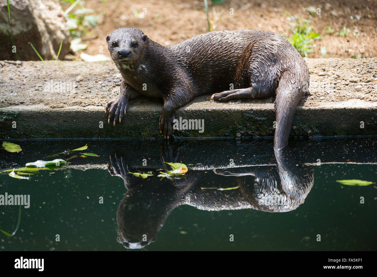 Spotted-necked otter, Lutra maculicollis, Uganda Stock Photo - Alamy