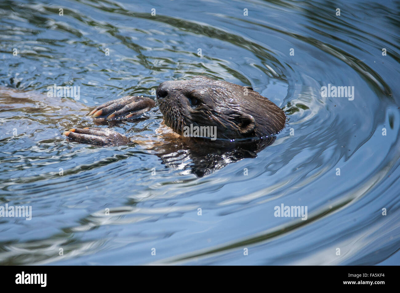 Spotted necked otter hi-res stock photography and images - Alamy
