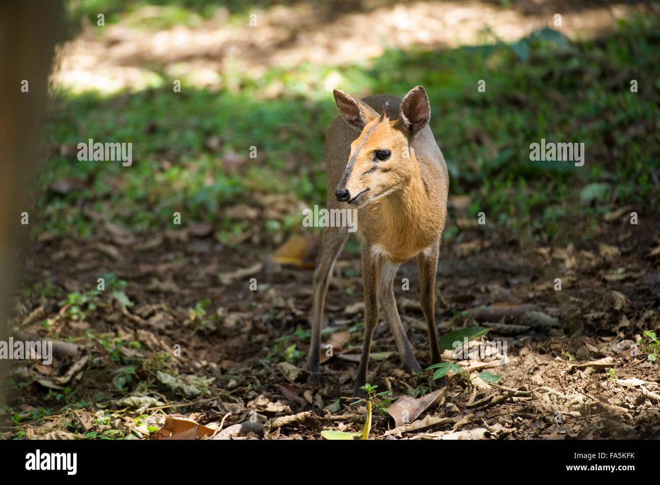 Common Duiker, Sylvicapra grimmia, Uganda Stock Photo - Alamy