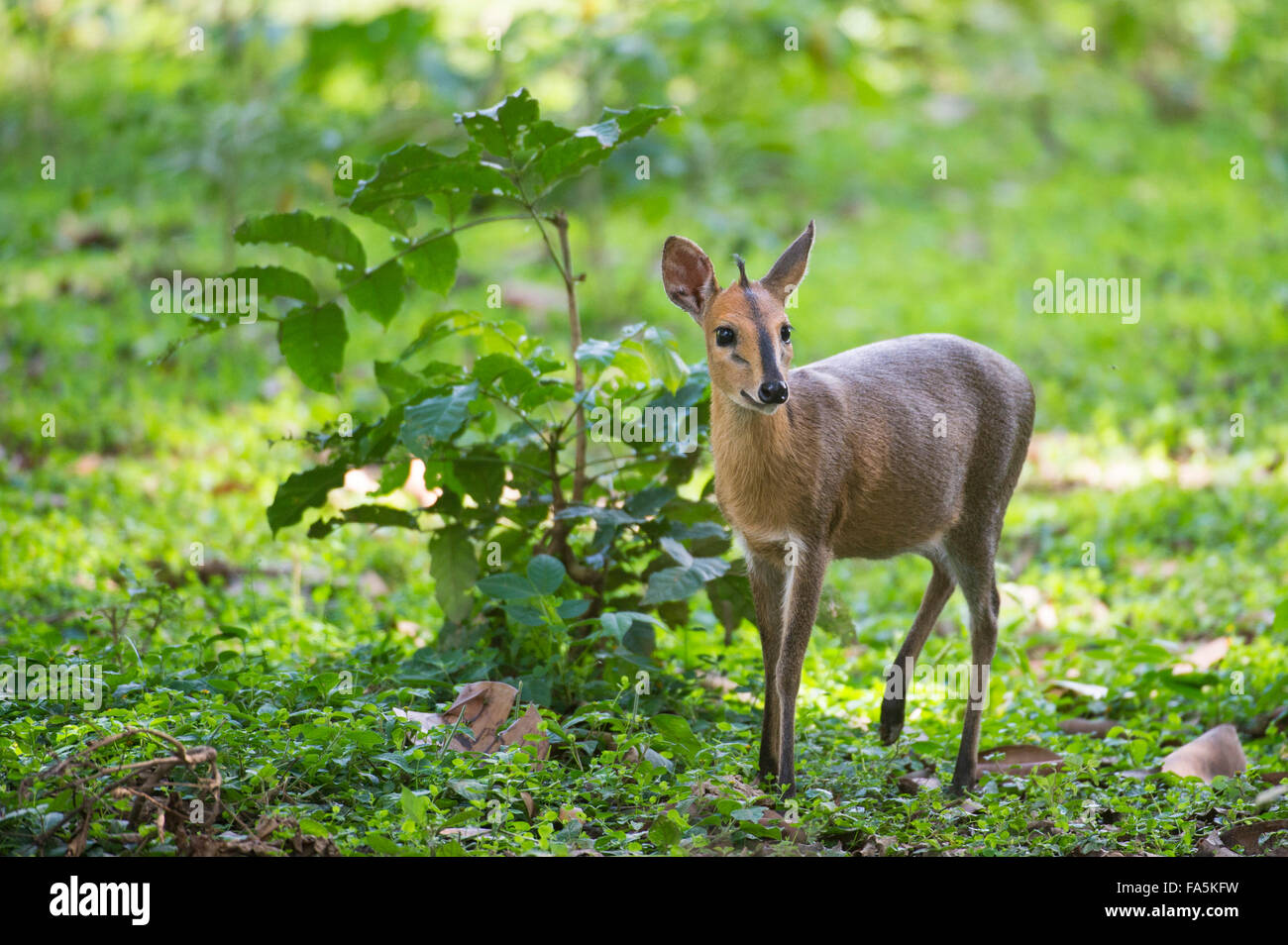 Common Duiker, Sylvicapra grimmia, Uganda Stock Photo - Alamy