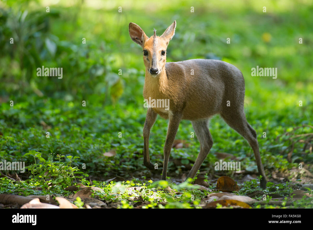 Grey duiker sylvicapra grimmia hi-res stock photography and images - Alamy