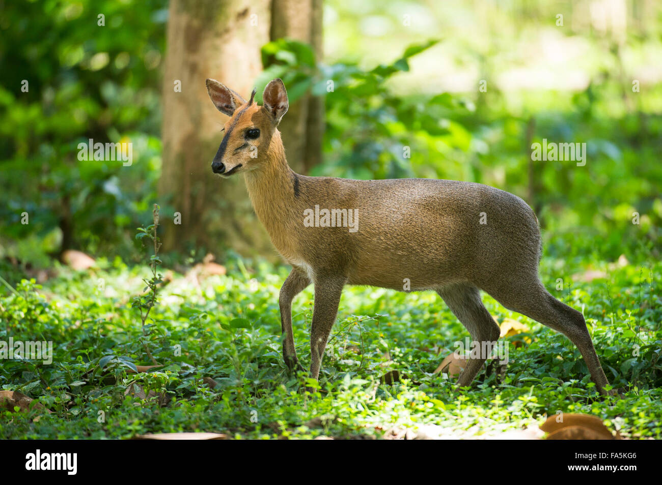 Common Duiker, Sylvicapra grimmia, Uganda Stock Photo - Alamy