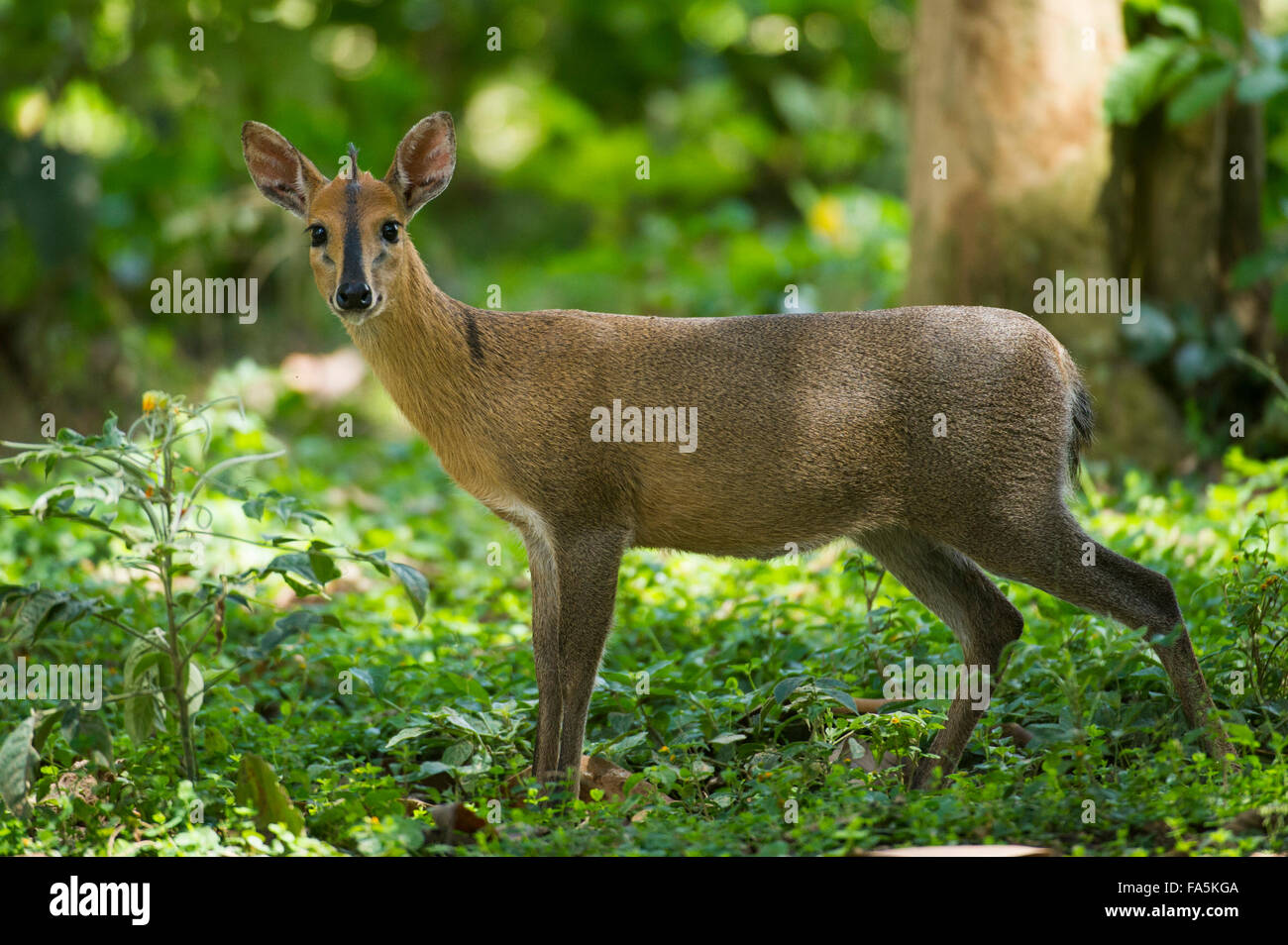 Common Duiker, Sylvicapra grimmia, Uganda Stock Photo - Alamy