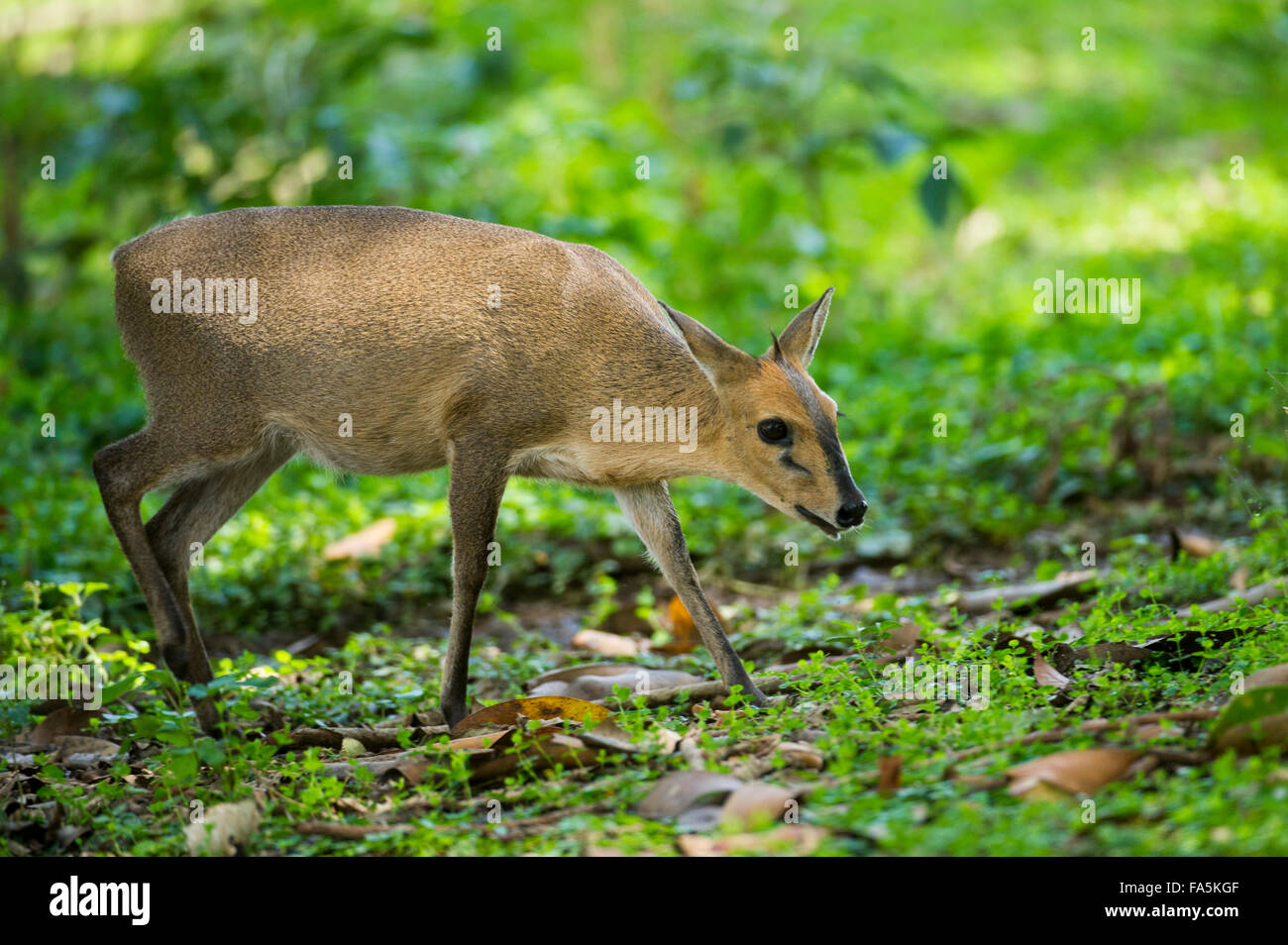 Duiker hi-res stock photography and images - Alamy