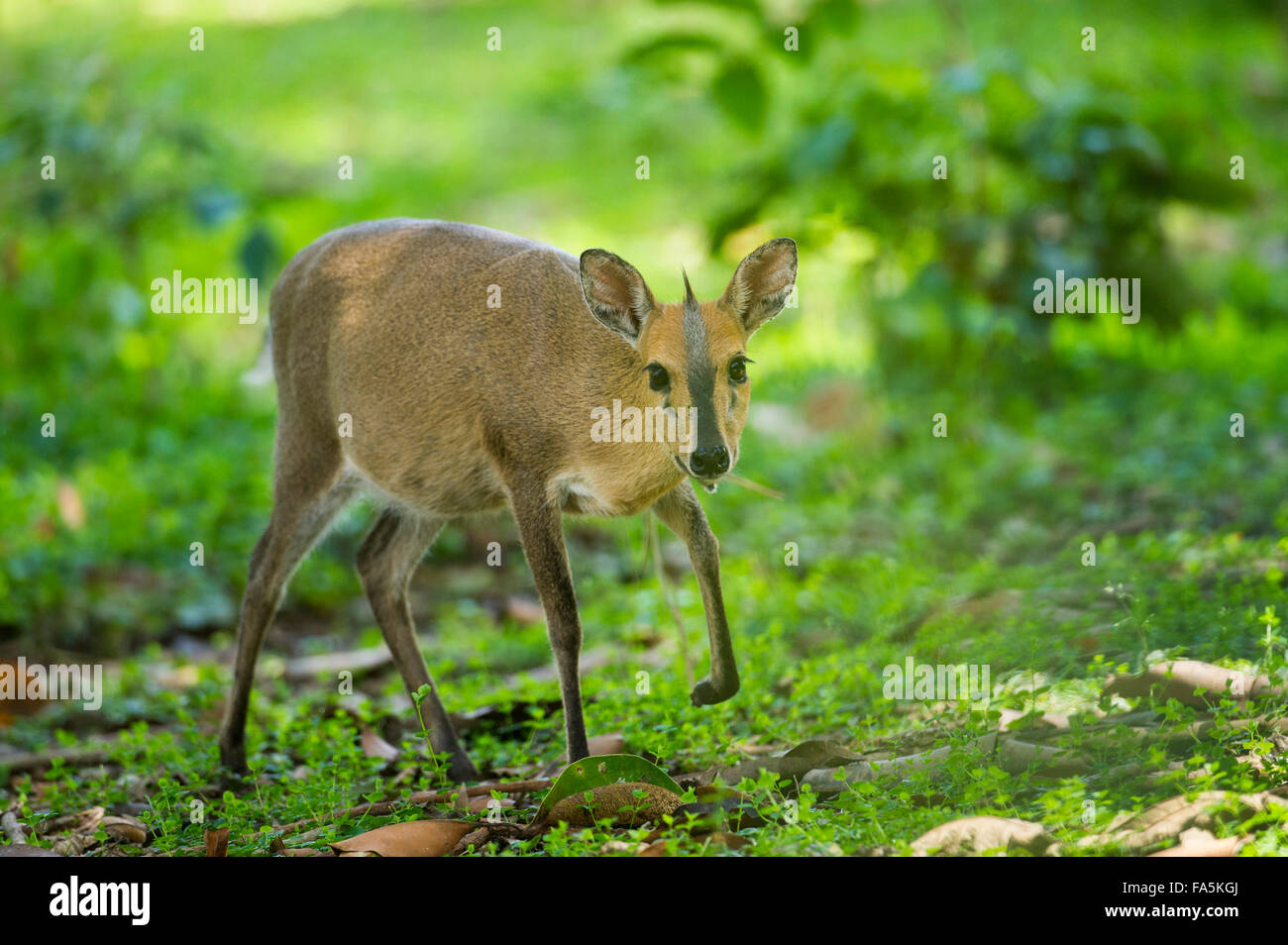 Common Duiker, Sylvicapra grimmia, Uganda Stock Photo - Alamy