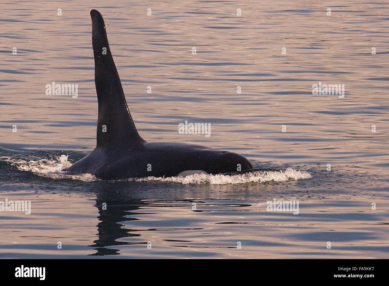 Northern vancouver island hi-res stock photography and images - Alamy