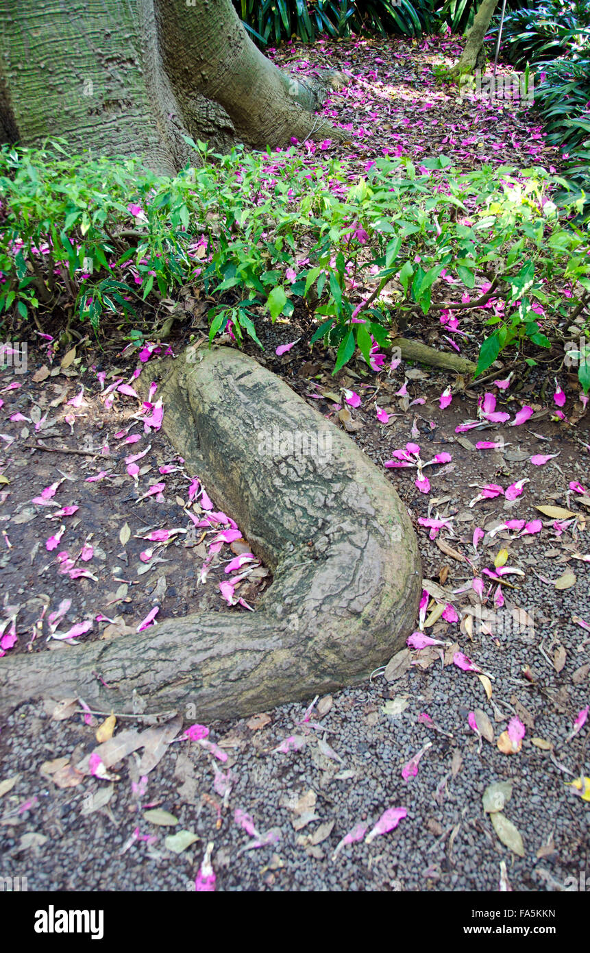 Flowering plant roots underground hi-res stock photography and images ...