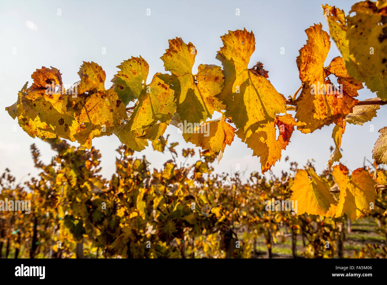 Fall grape leaves and vines hi-res stock photography and images - Alamy