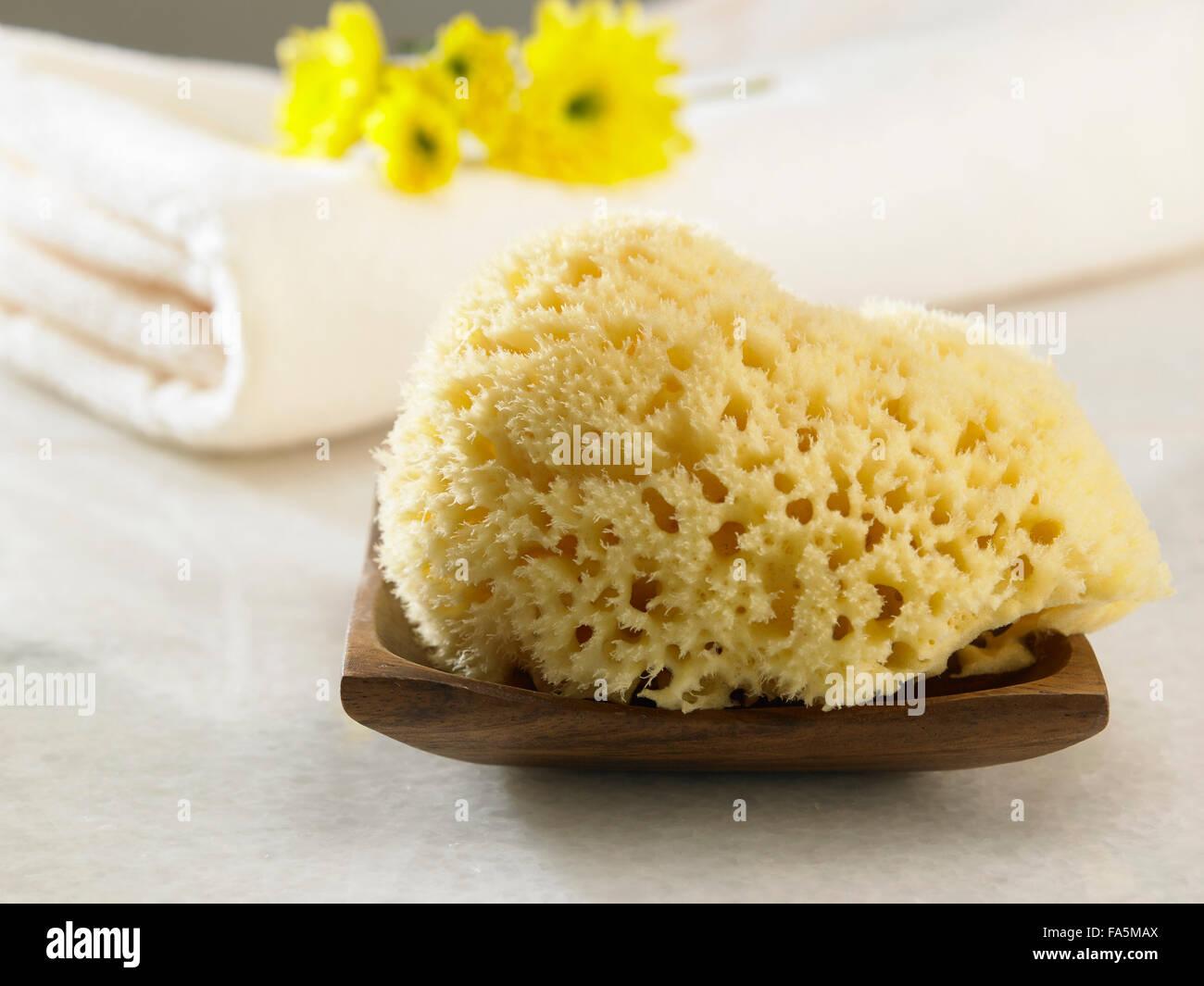 Marine sponge texture hi-res stock photography and images - Alamy