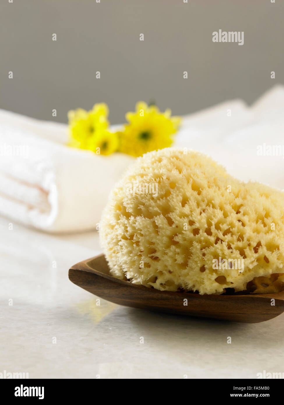 Marine sponge texture hi-res stock photography and images - Alamy