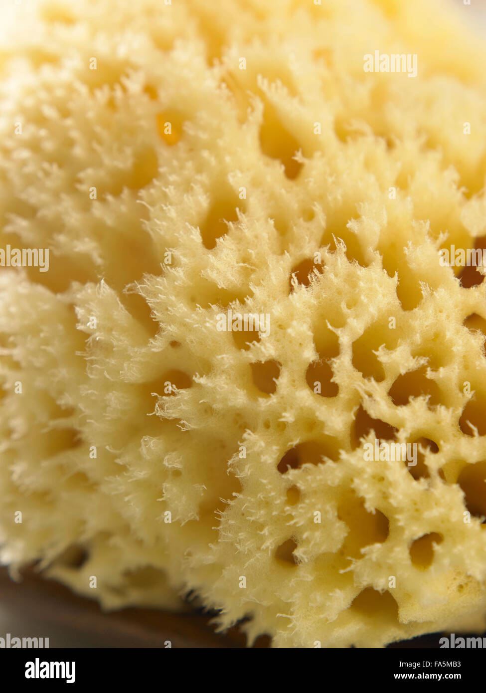 texture of the natural sponge Stock Photo - Alamy
