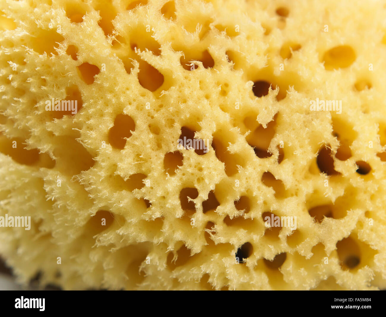 texture of the natural sponge Stock Photo - Alamy