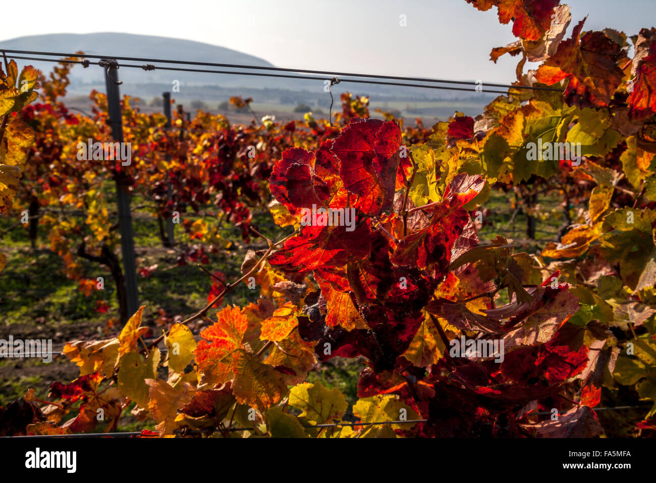 Grapevines in Autumn at Ram's Gate Winery and Vineyards, Sonoma ...