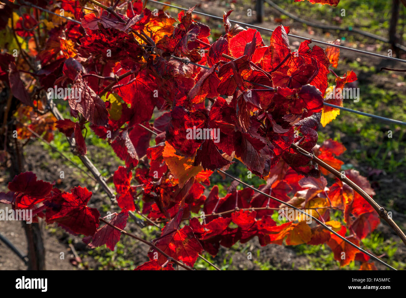 Fall grape leaves and vines hi-res stock photography and images - Alamy