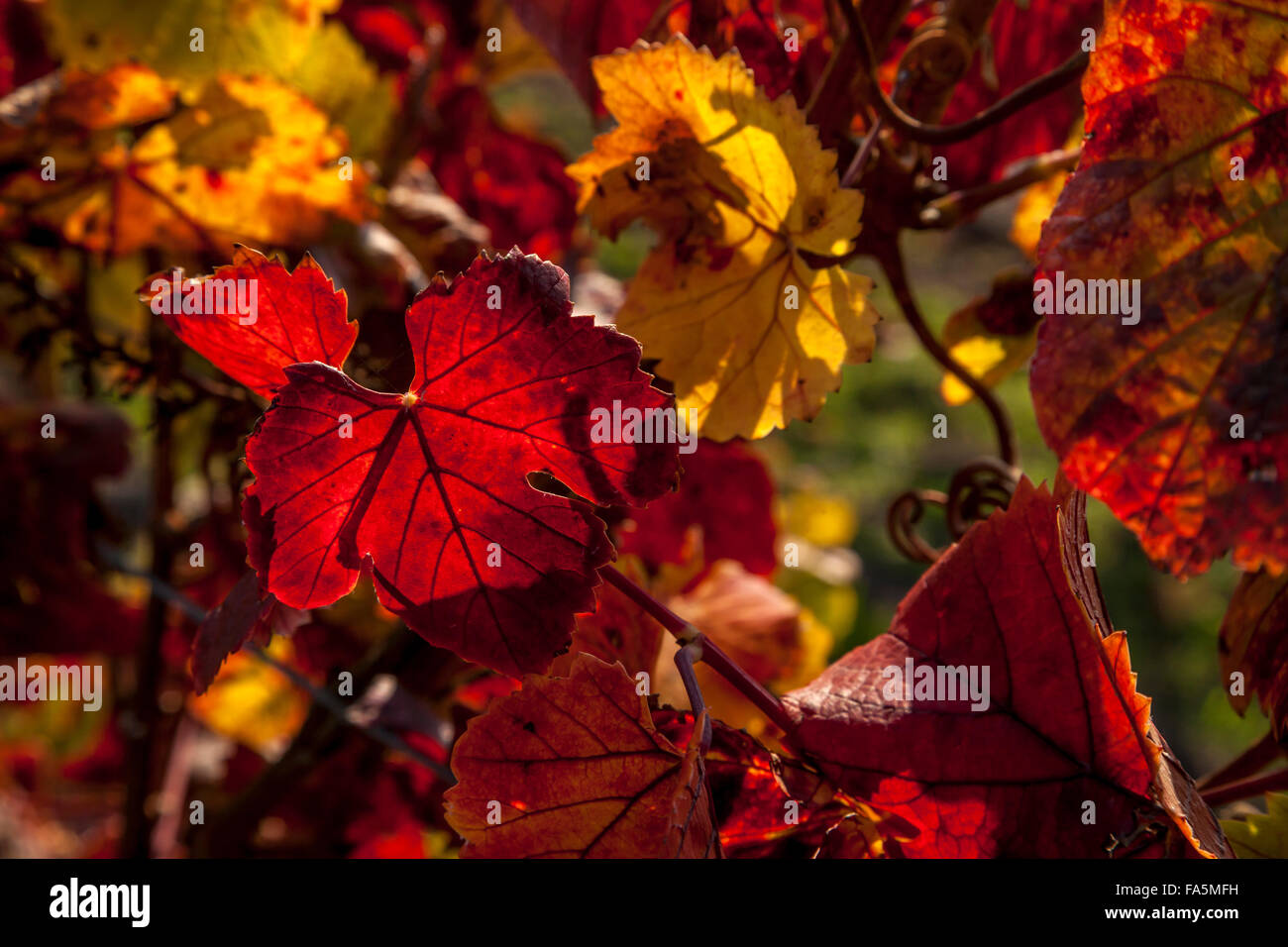 Fall grape leaves and vines hi-res stock photography and images - Alamy