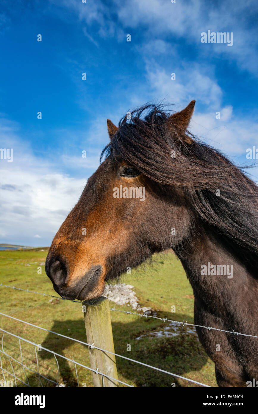 A horse on the edge of Leverburgh village on the Isle of Harris Stock ...